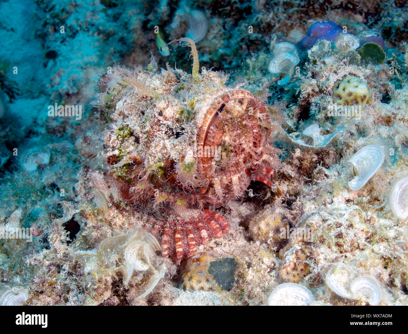 Humpbacked hi-res stock photography and images - Alamy