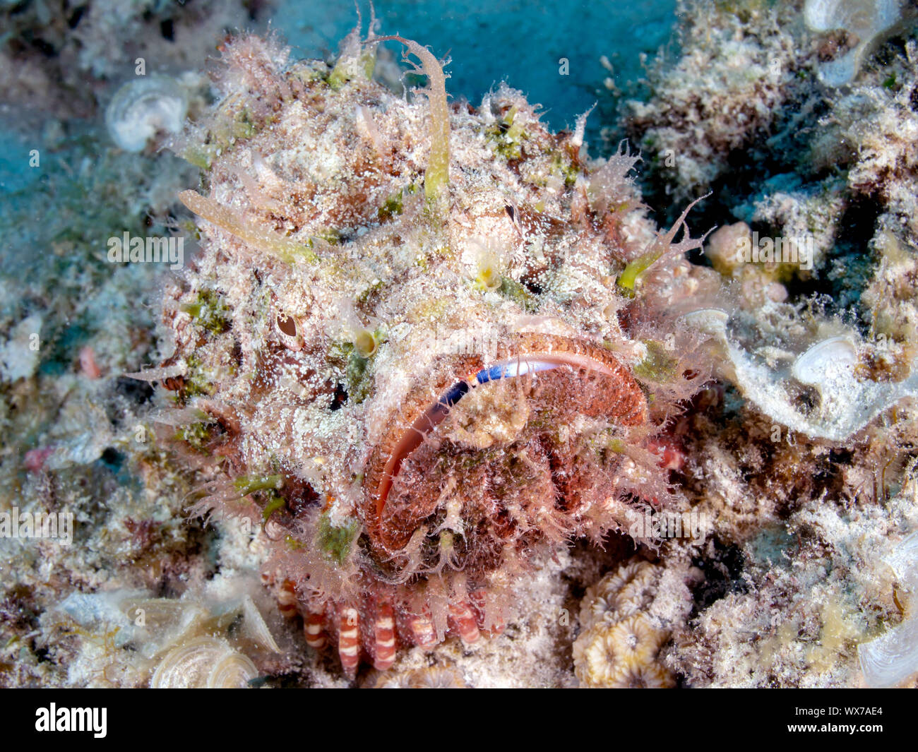 Humpbacked hi-res stock photography and images - Alamy