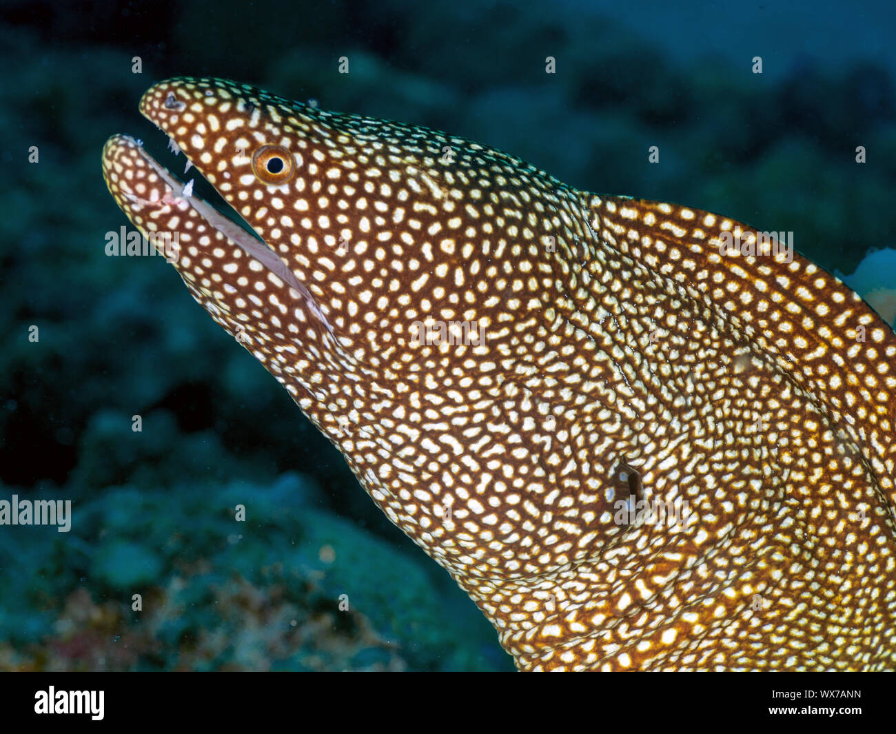 Pacific ocean moray eel hi-res stock photography and images - Alamy