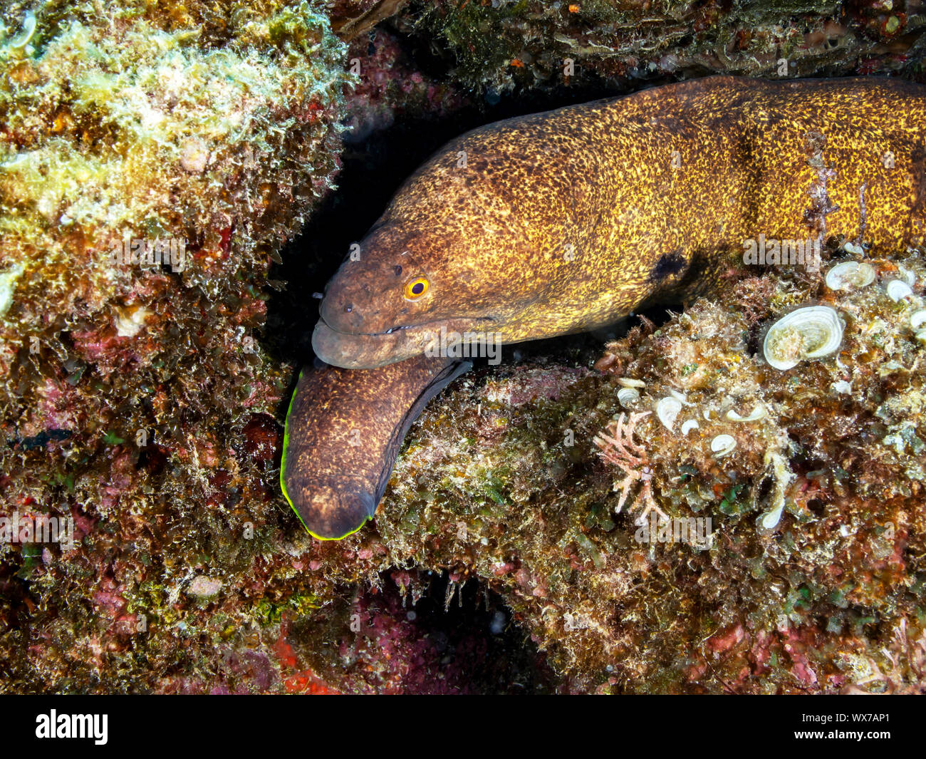 Yellow edged moray hi-res stock photography and images - Alamy
