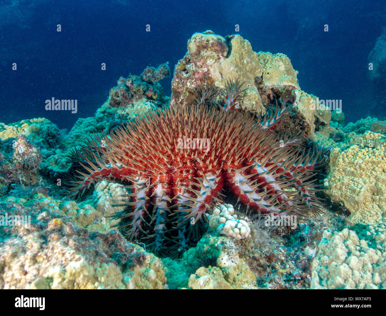 Indian ocean starfish hi-res stock photography and images - Alamy