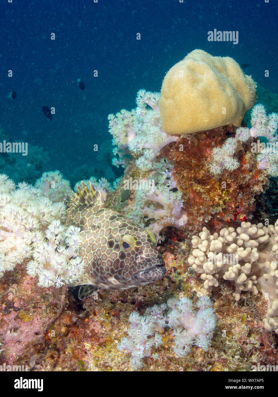 Indian grouper hi-res stock photography and images - Alamy