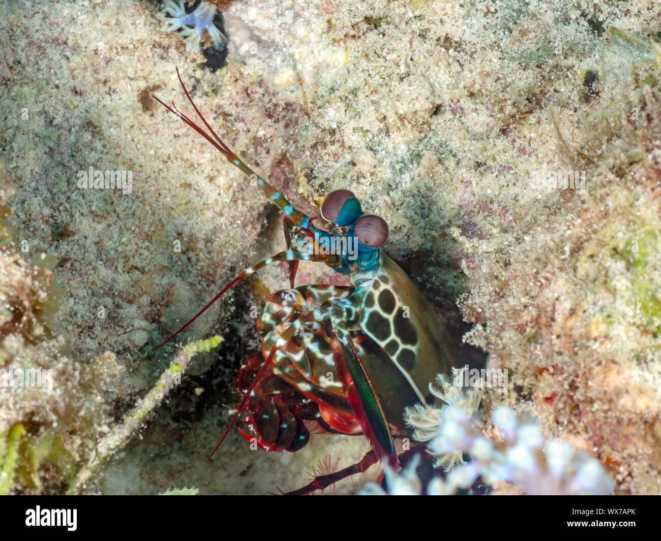 Shrimp underwater hi-res stock photography and images - Alamy