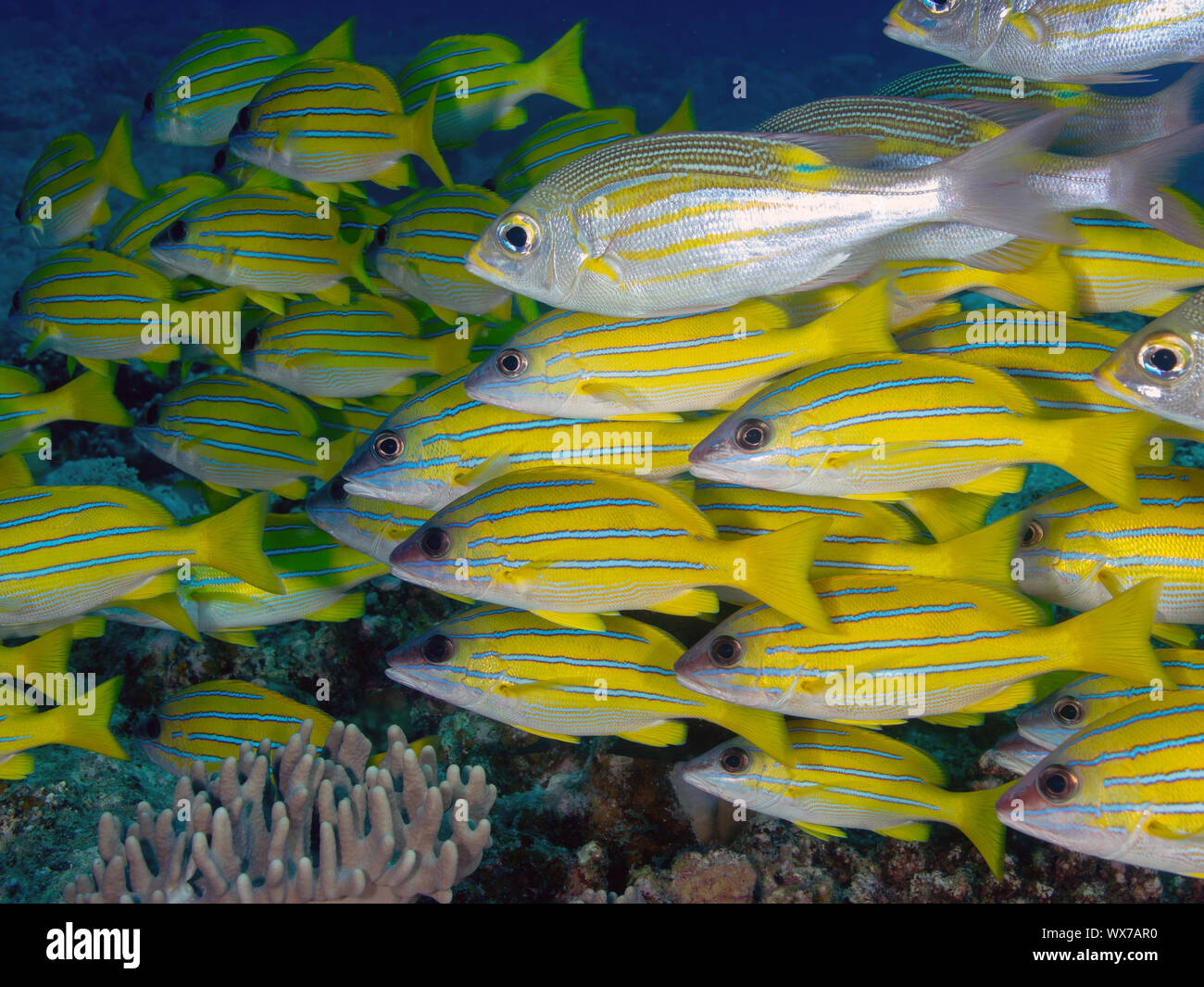 Bluestripe snapper fish hi-res stock photography and images - Alamy