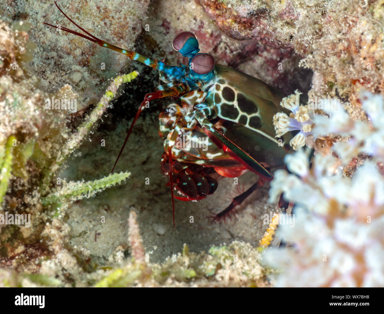 Mantis shrimp up close hi-res stock photography and images - Alamy