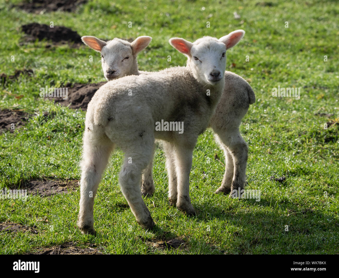 Small lambs hi-res stock photography and images - Alamy