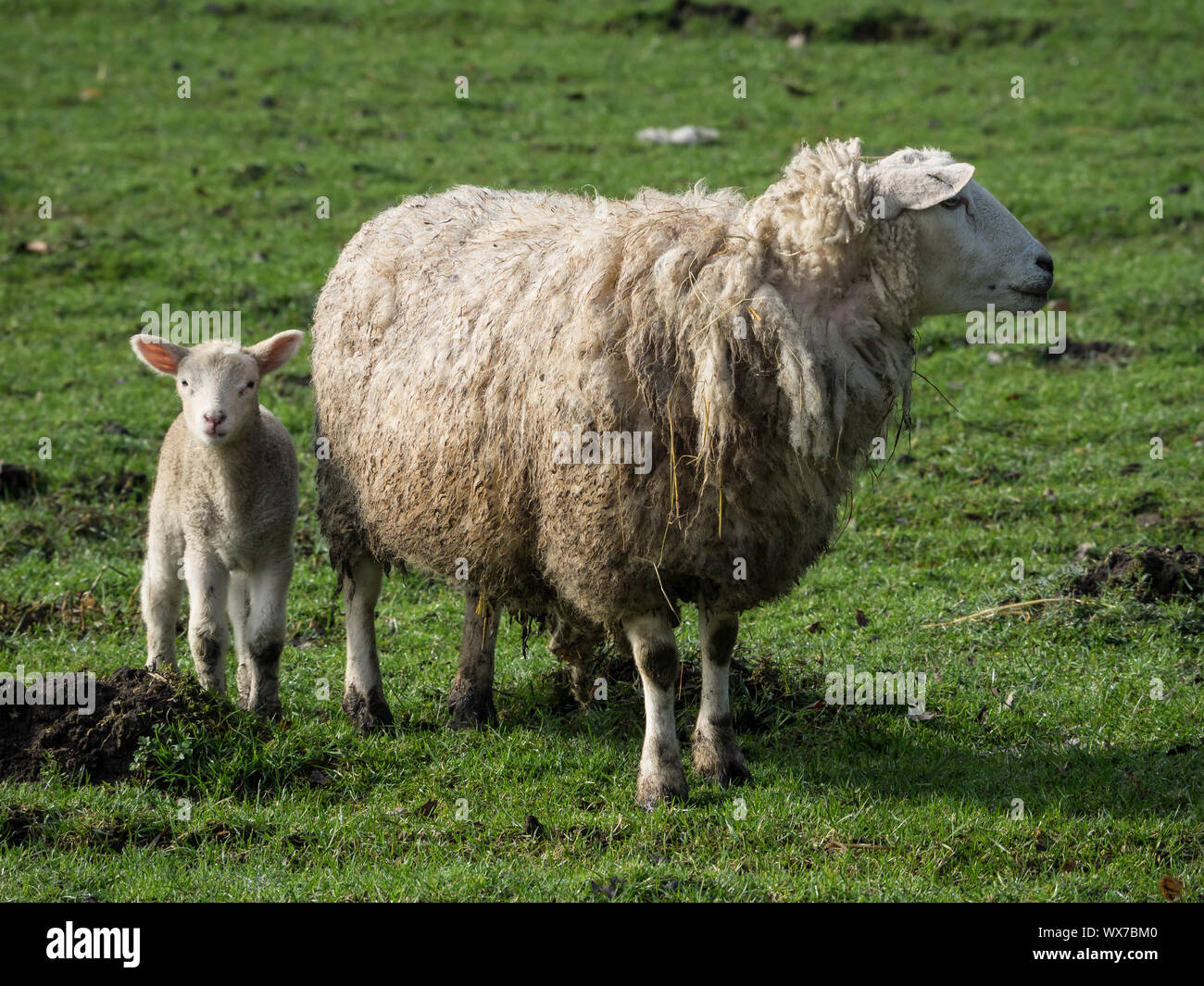 Wool sheeps hi-res stock photography and images - Alamy