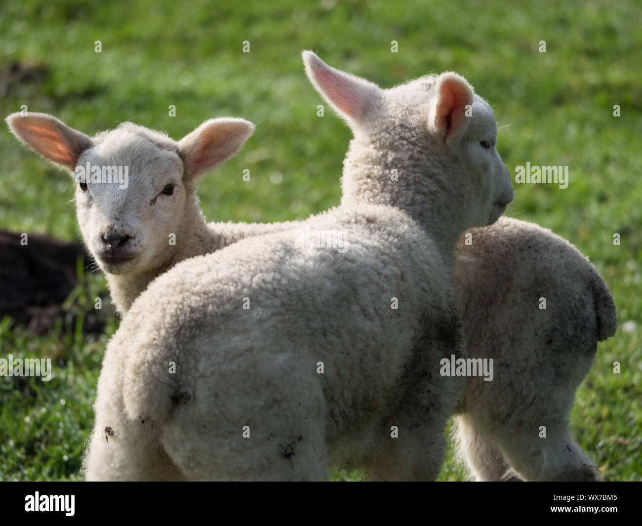 Sheeps sheep hi-res stock photography and images - Alamy