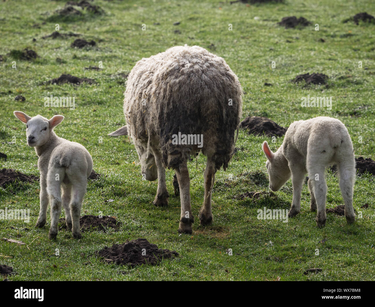 Wool sheeps hi-res stock photography and images - Alamy