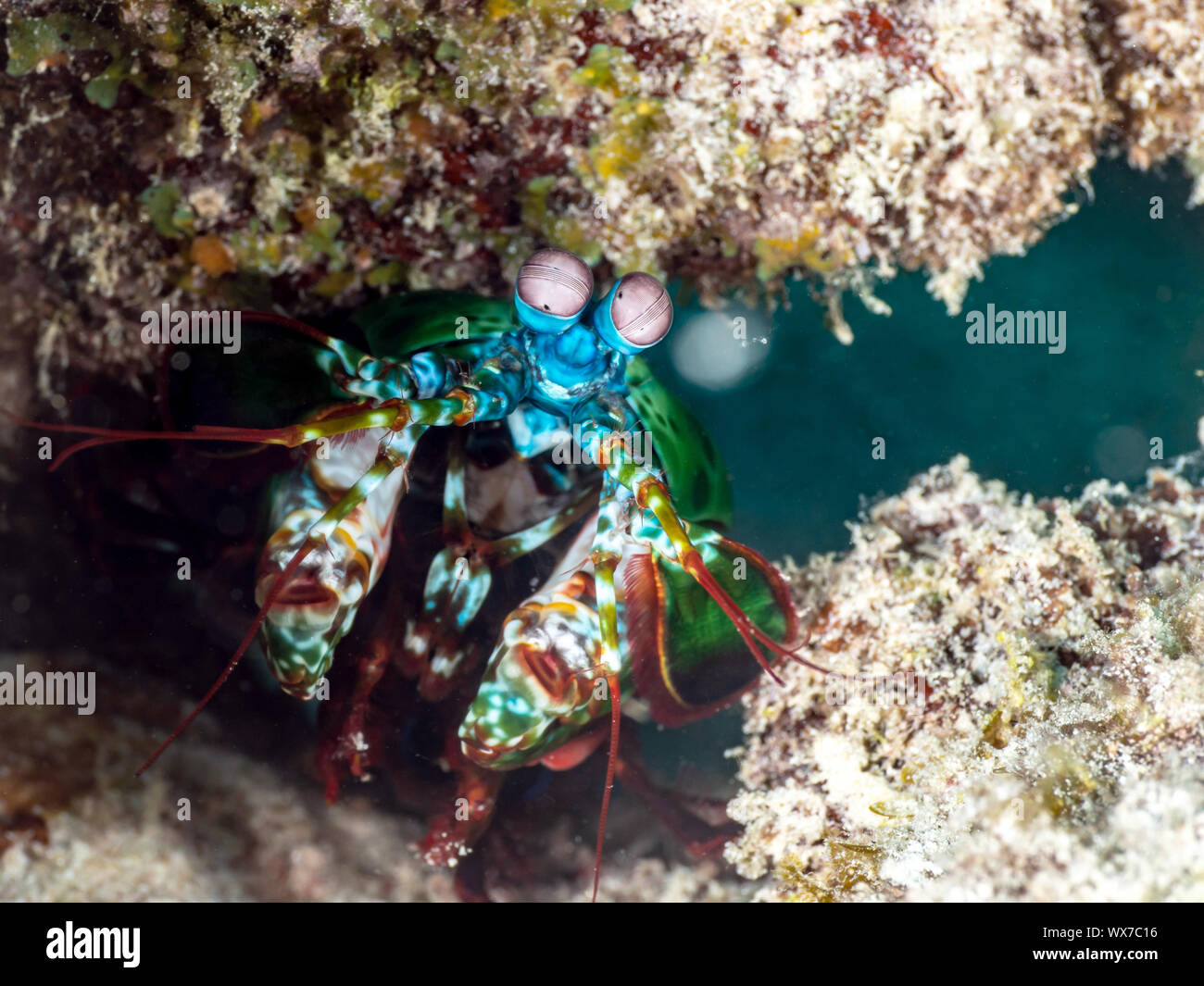 Mantis shrimp up close hi-res stock photography and images - Alamy