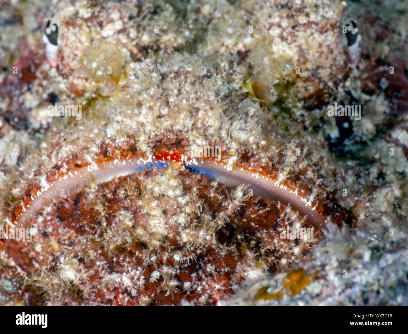 Mauritius scorpionfish hi-res stock photography and images - Alamy