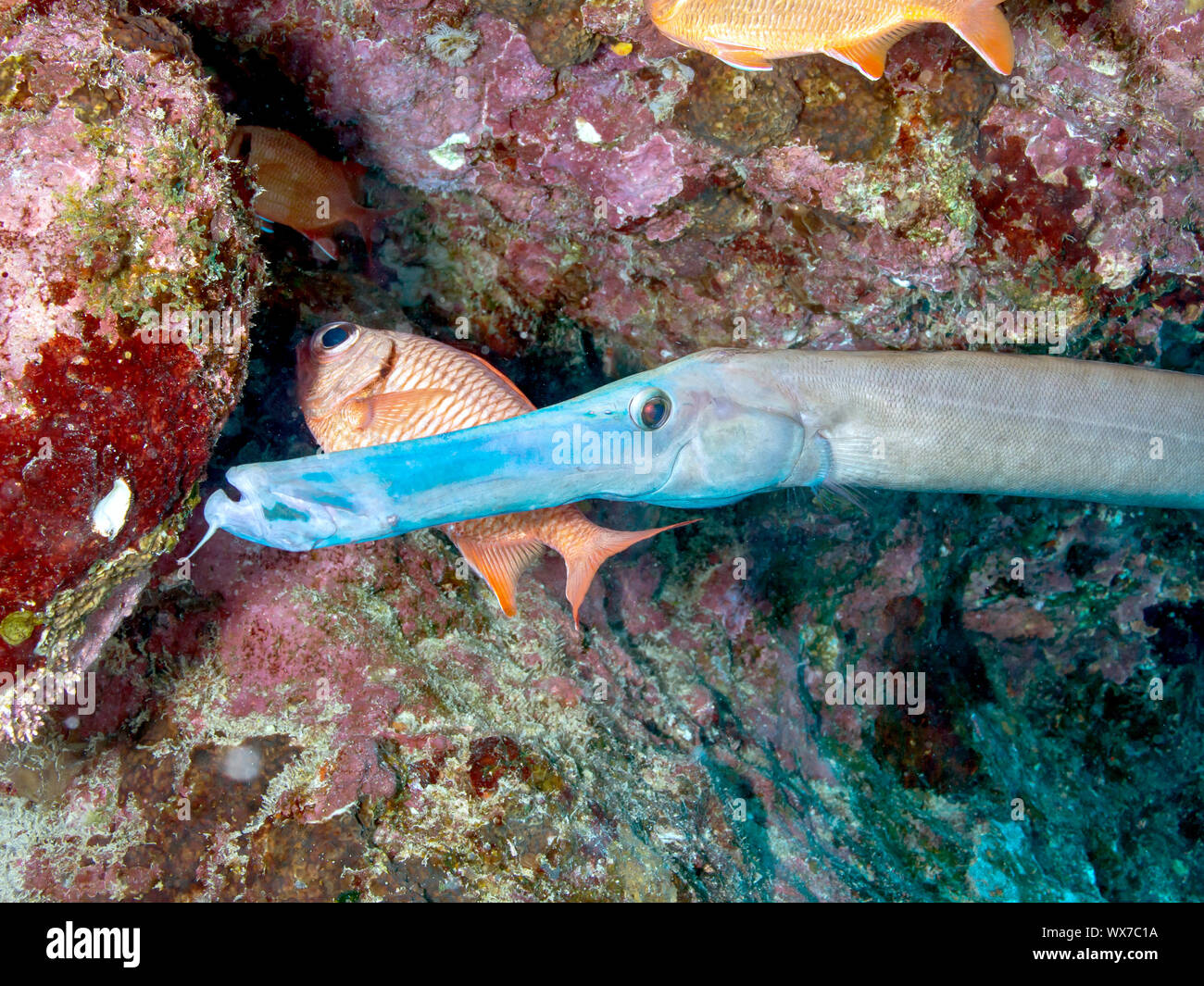 Chinese trumpetfish aulostomus chinensis hi-res stock photography and ...