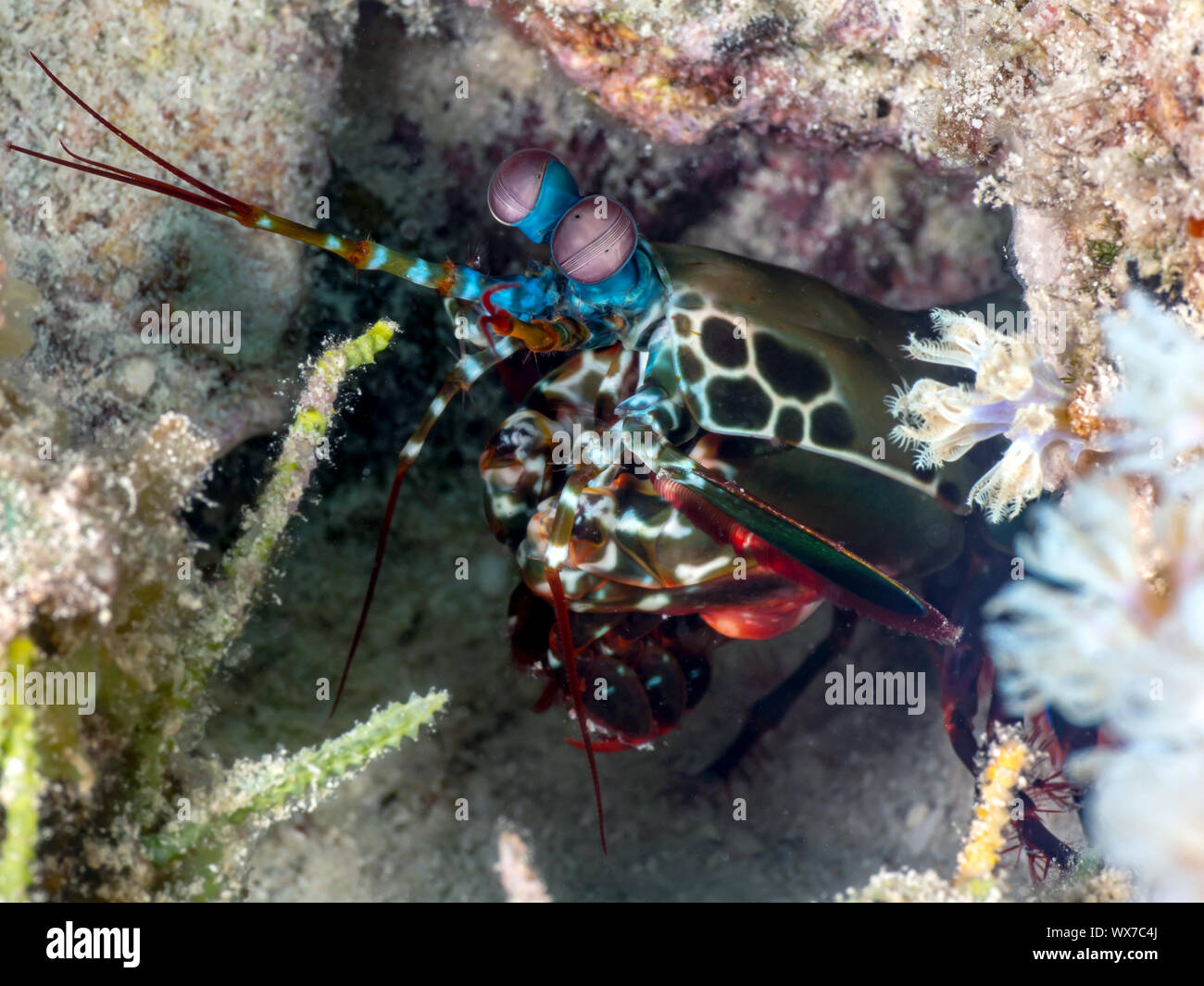 Painted mantis shrimp hi-res stock photography and images - Alamy