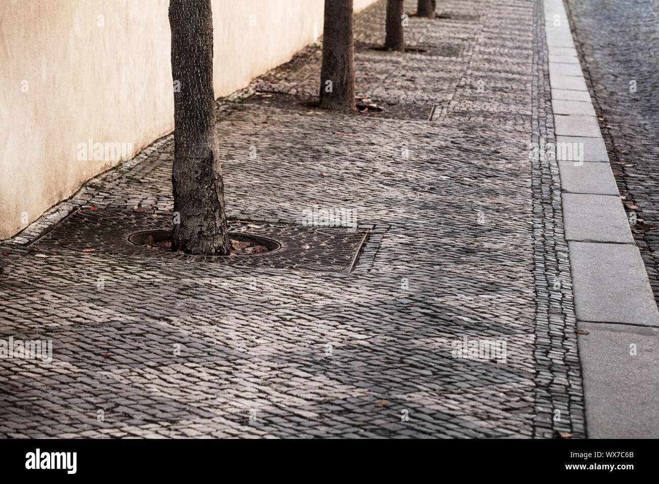 stone pavement with trees Stock Photo - Alamy