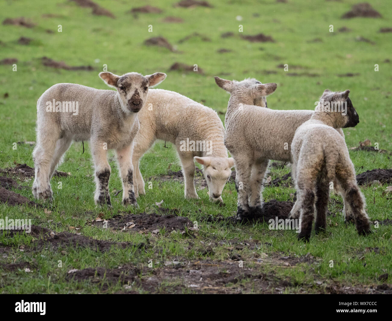 Lambs animal hi-res stock photography and images - Alamy
