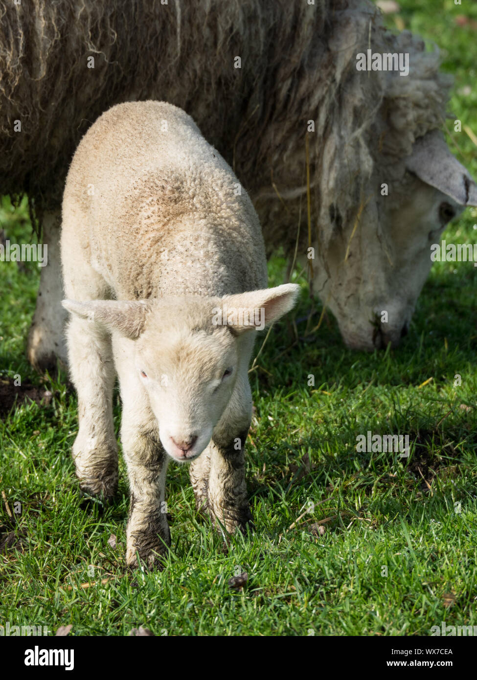 Lambs lamb hi-res stock photography and images - Alamy