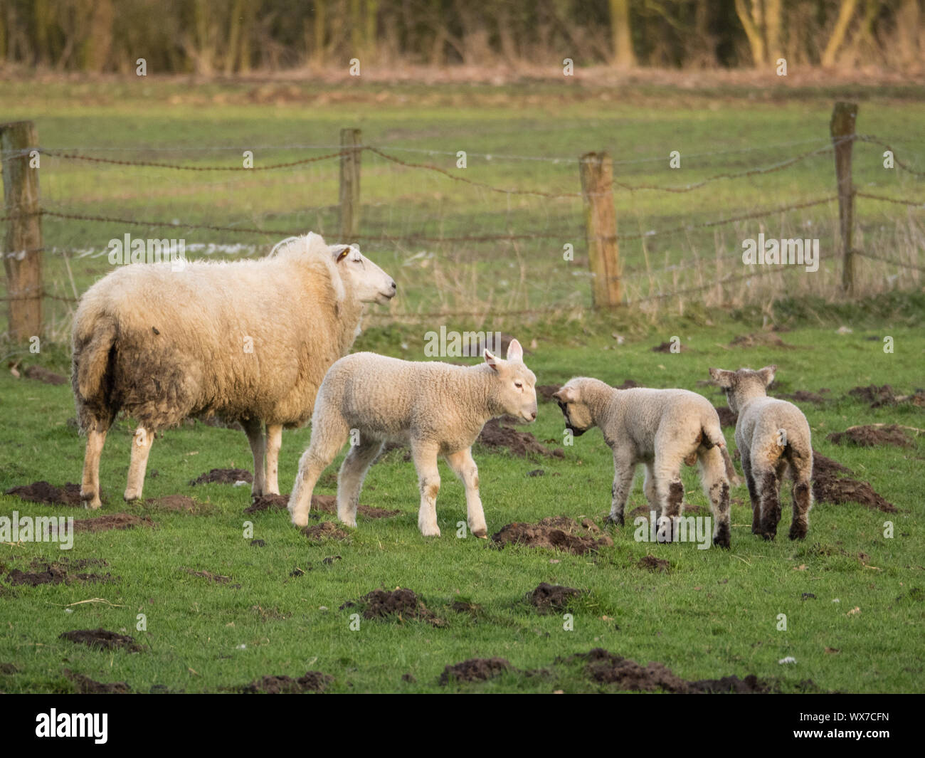 Sheeps with wool hi-res stock photography and images - Alamy