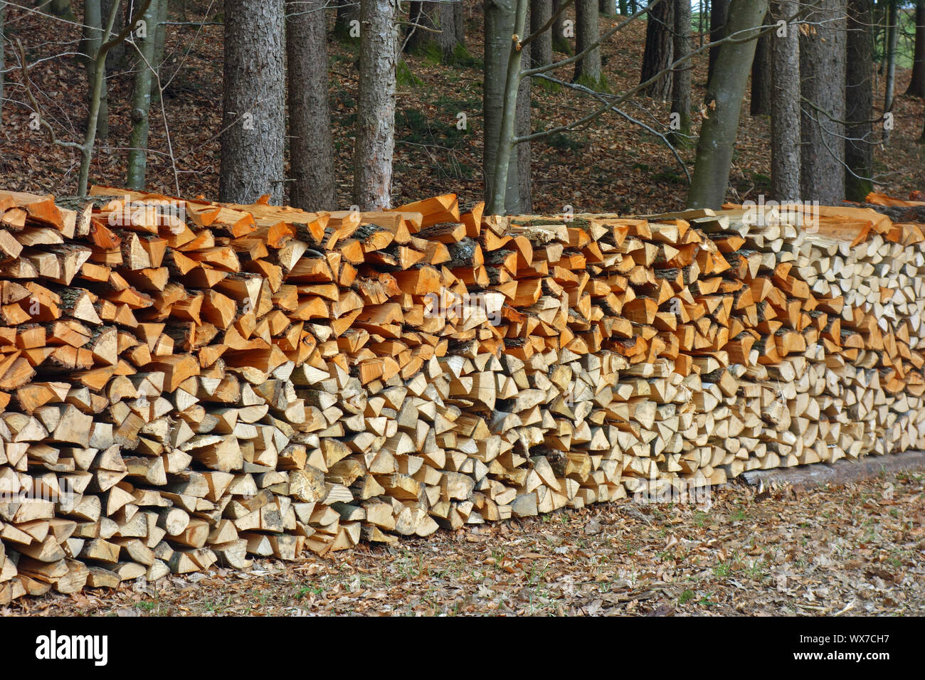 Timber reforestation hi-res stock photography and images - Alamy