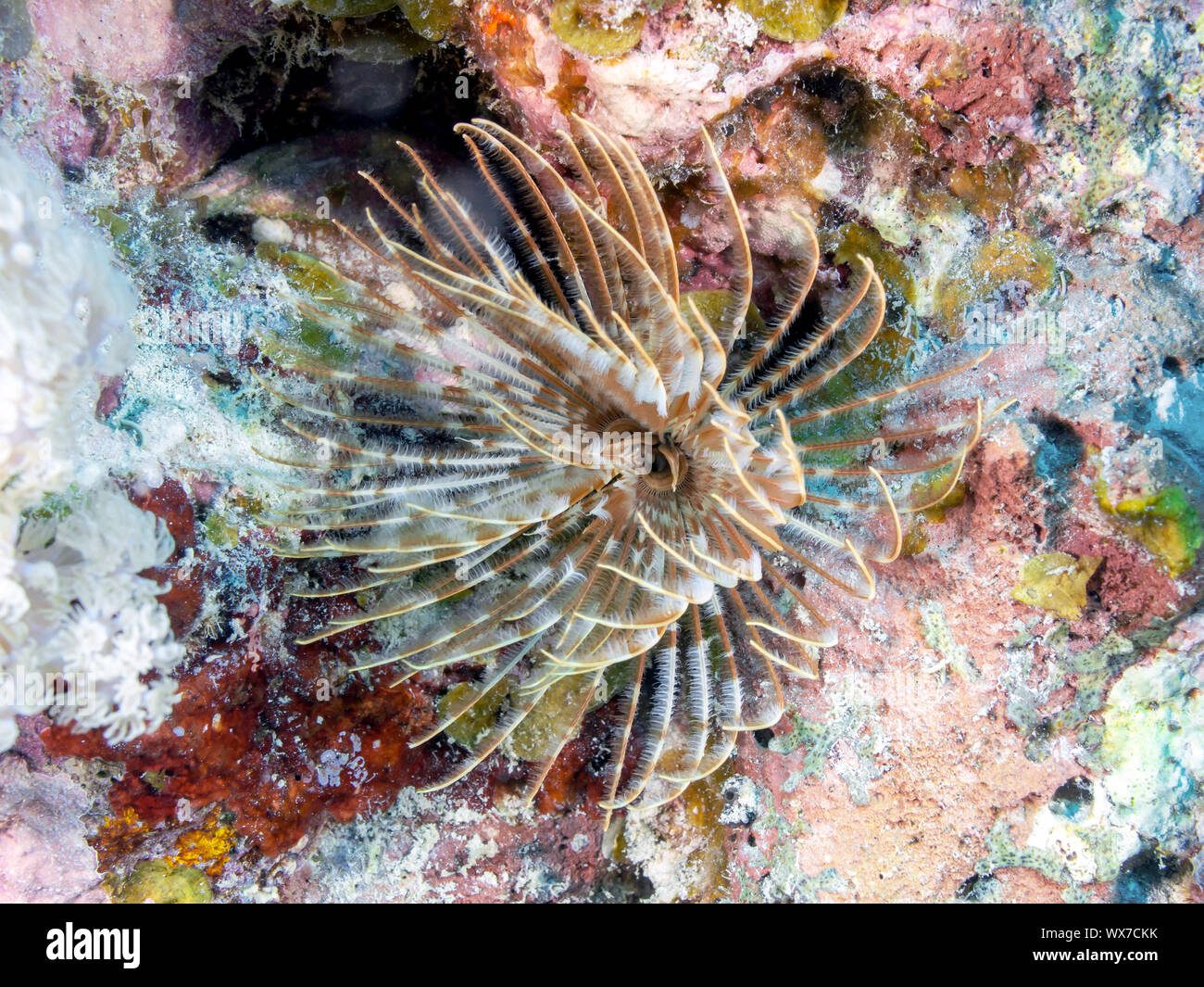 Fan worm hi-res stock photography and images - Alamy