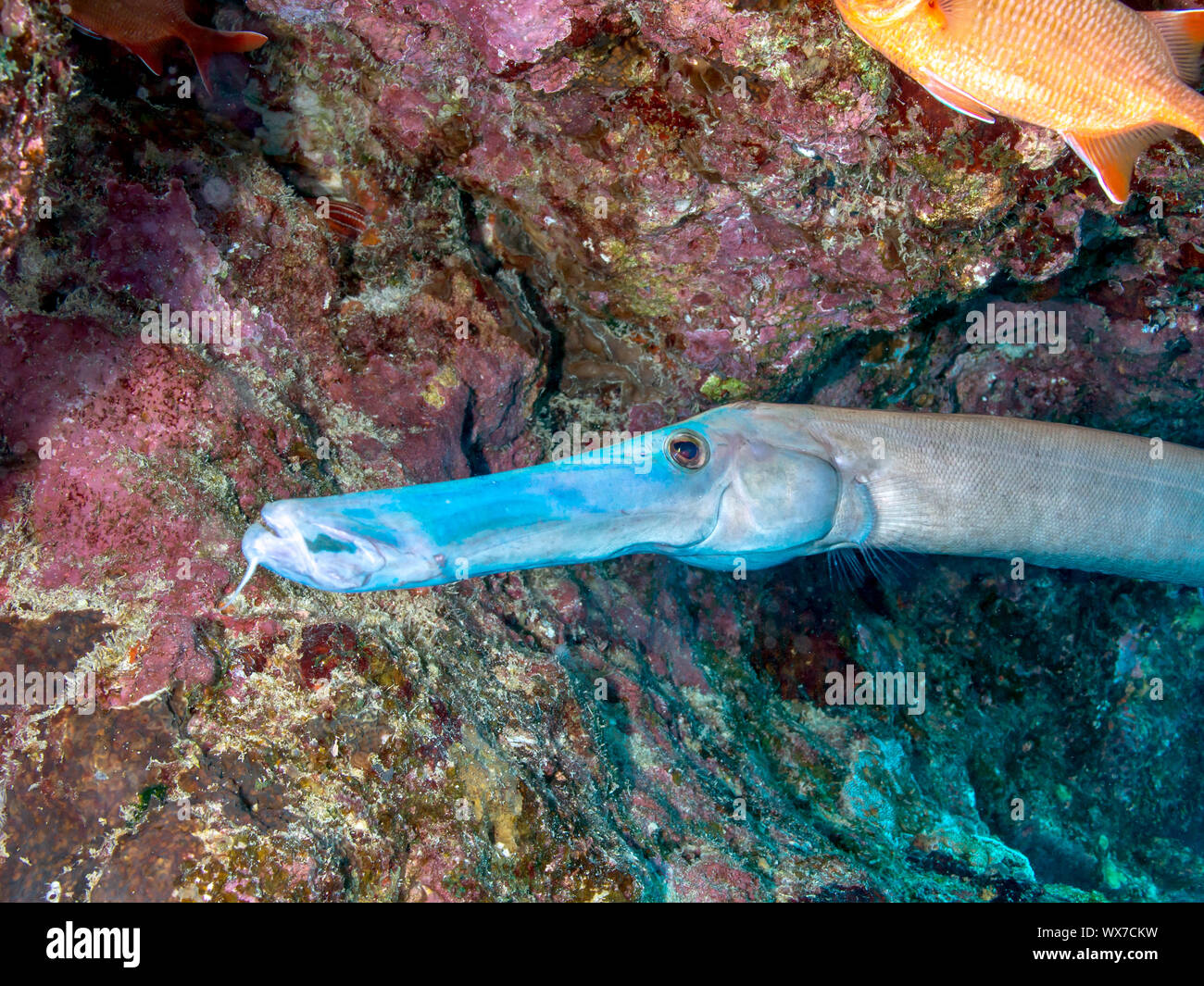 Tahiti cornetfish hi-res stock photography and images - Alamy