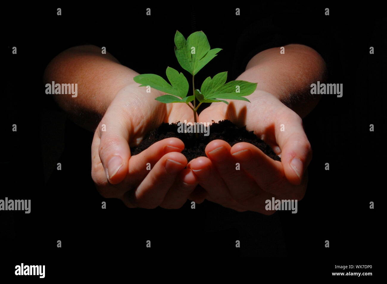 young plant in hands showing concept of environment and growth Stock ...