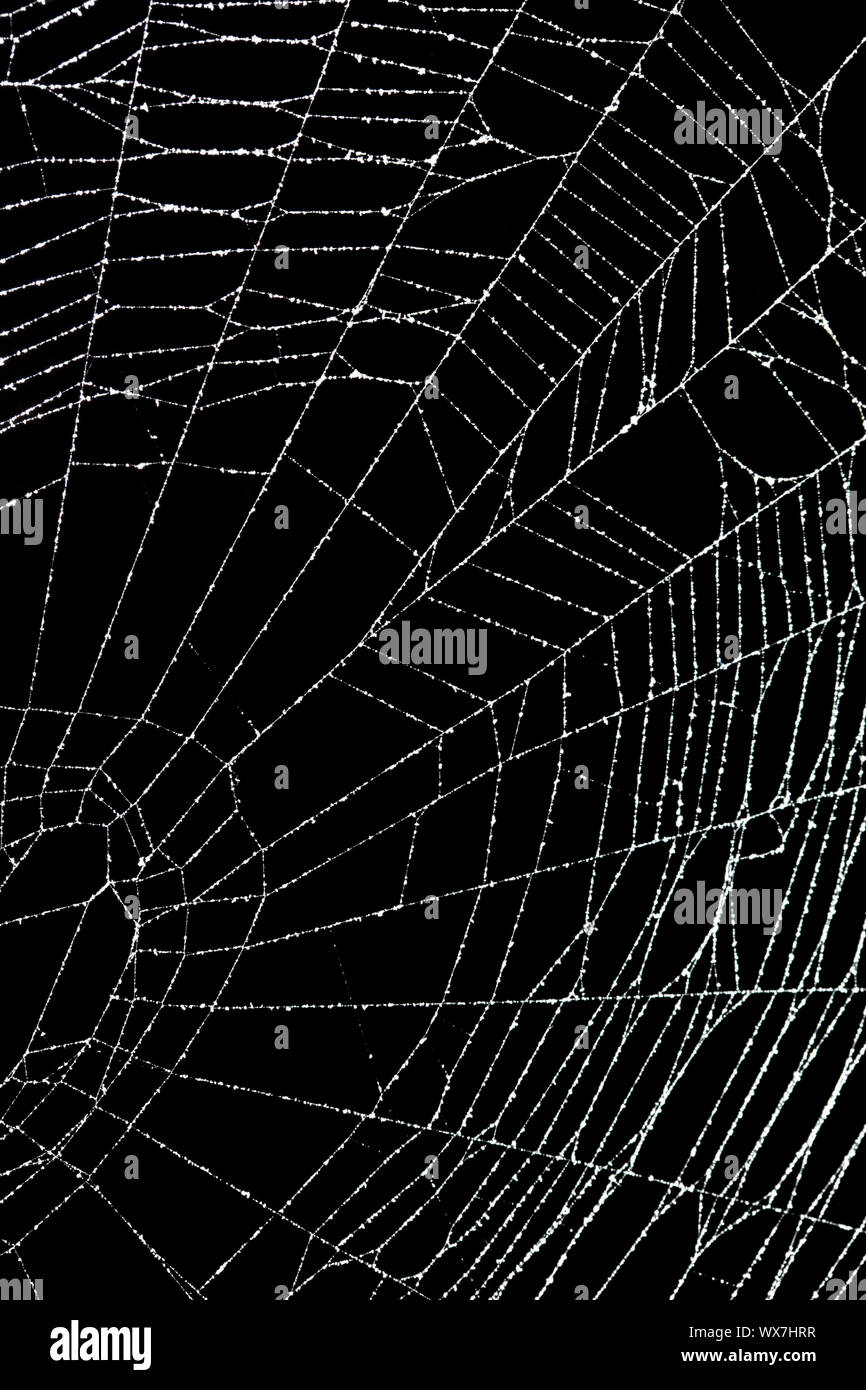 Real spiders hi-res stock photography and images - Alamy