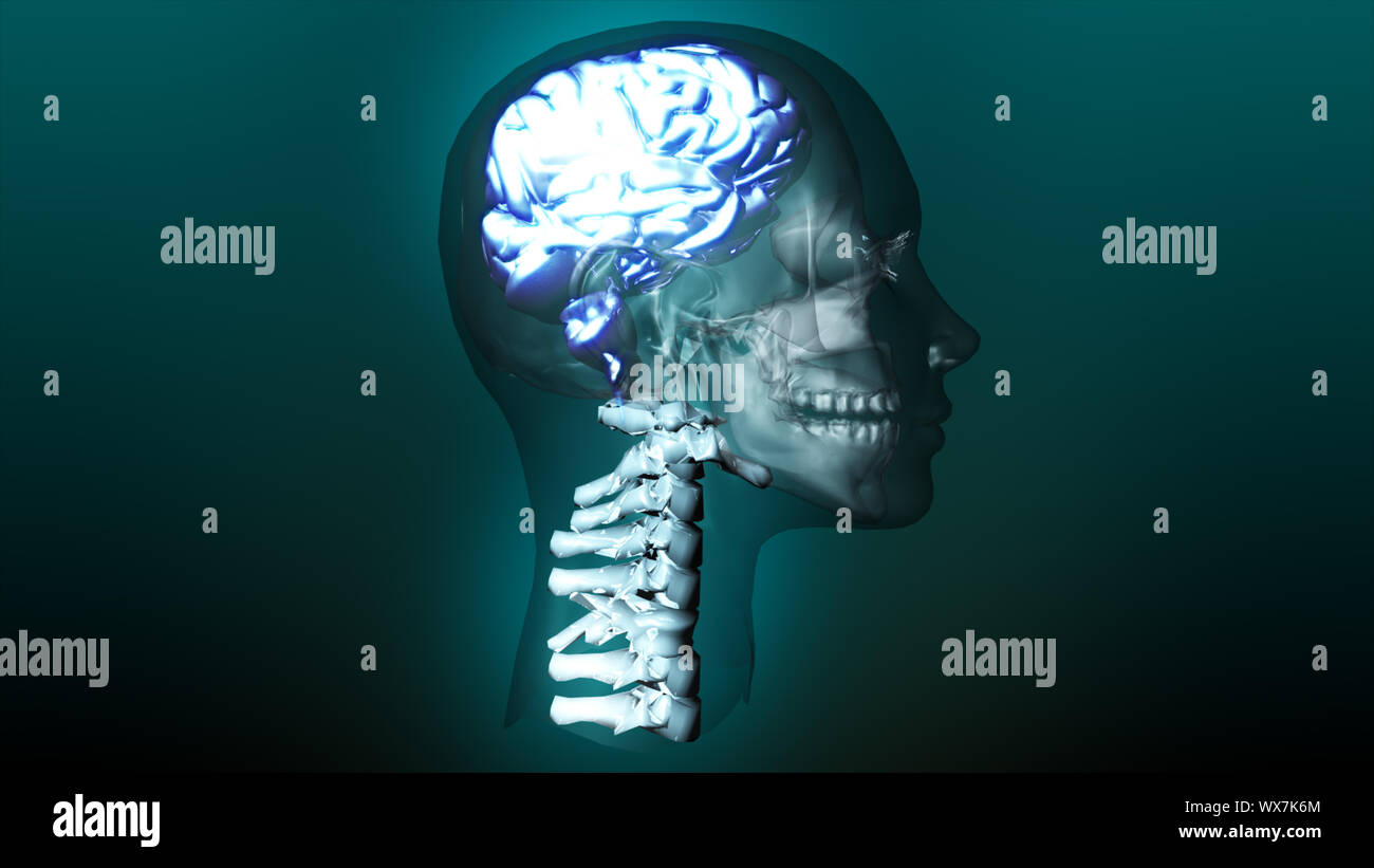 Highly detailed animation human brain hi-res stock photography and ...