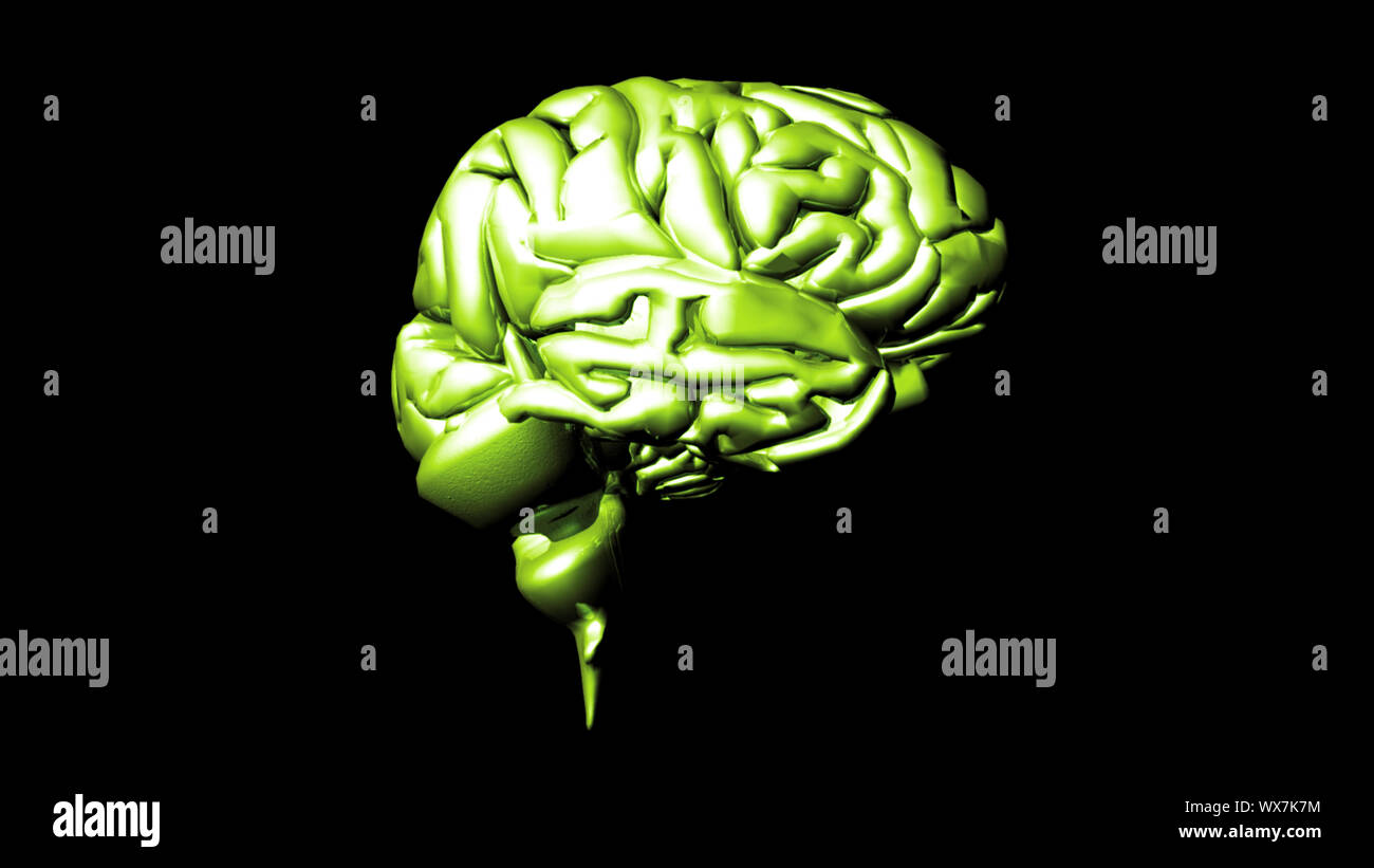 3d highly detailed animation of a human brain Stock Photo - Alamy