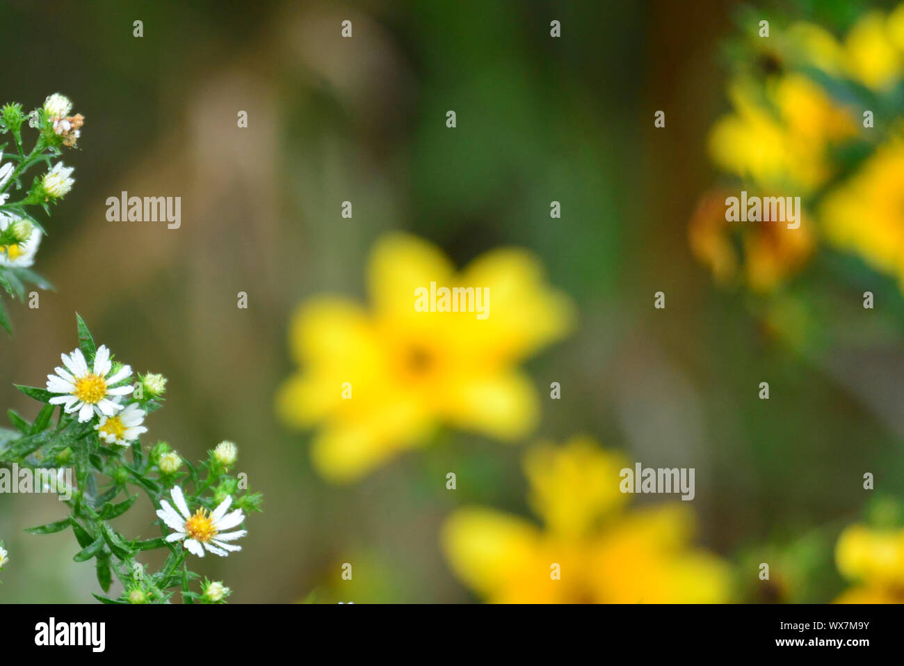 early morning nature with morning sun lightac Stock Photo - Alamy