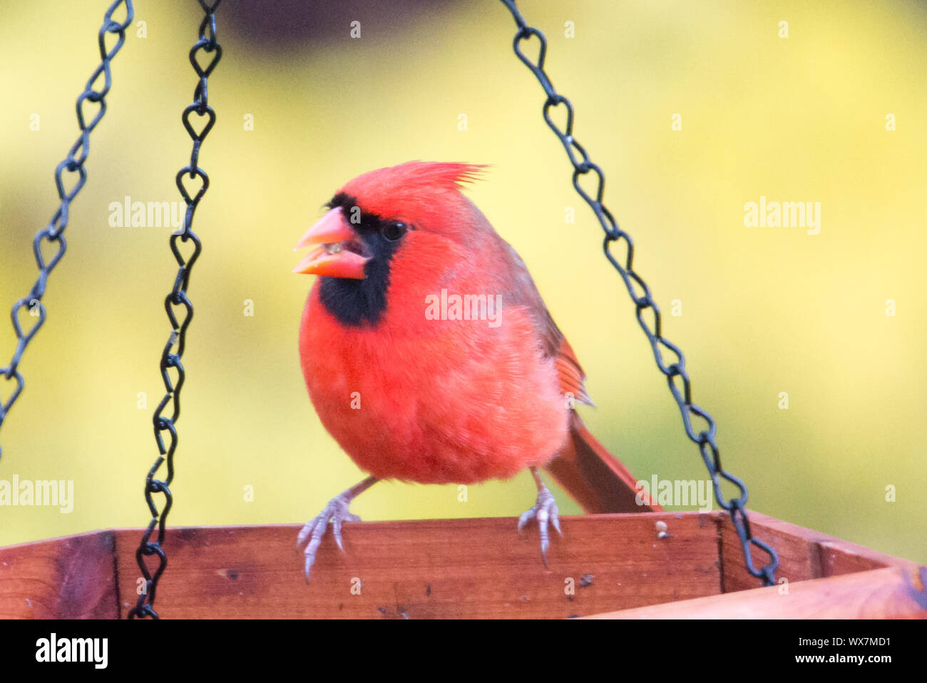red cardinal eating at the feeder Stock Photo - Alamy
