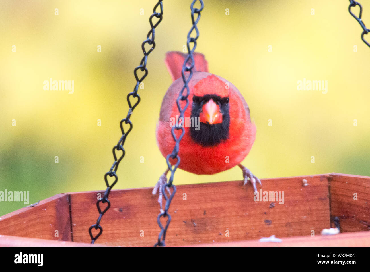 red cardinal eating at the feeder Stock Photo - Alamy