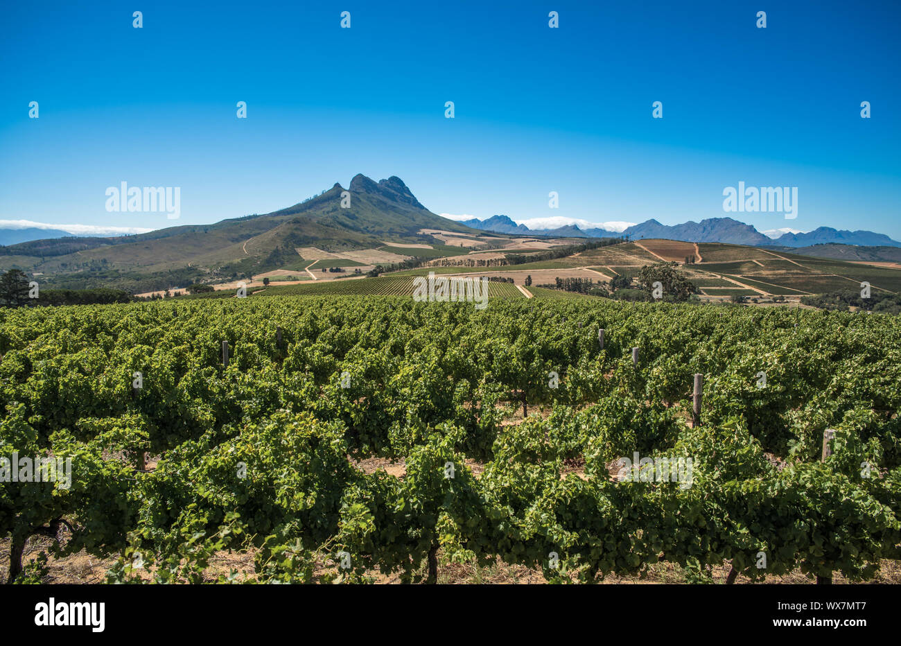 Beautiful landscape of Cape Winelands, wine growing region in South ...