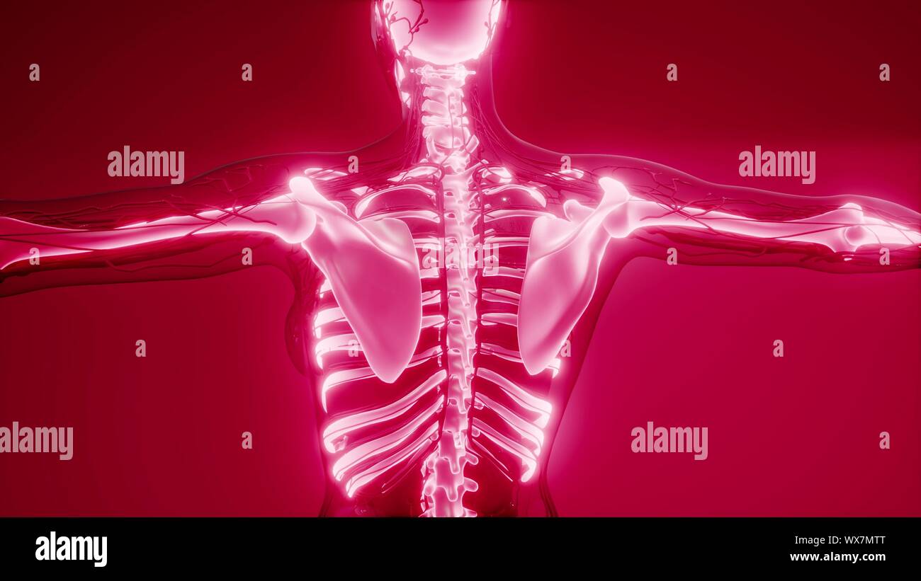 Transparent Human Body with Visible Bones Stock Photo - Alamy
