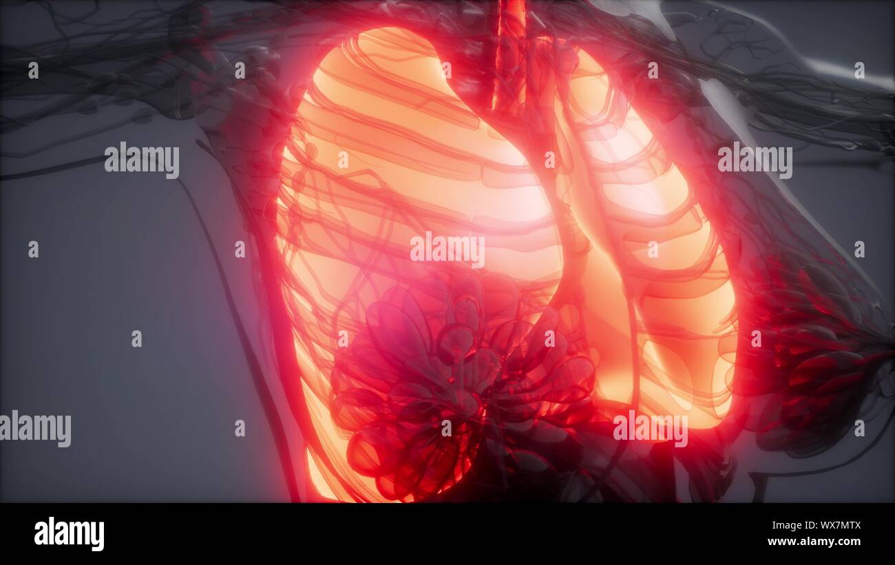 Human Lungs Radiology Exam Stock Photo - Alamy