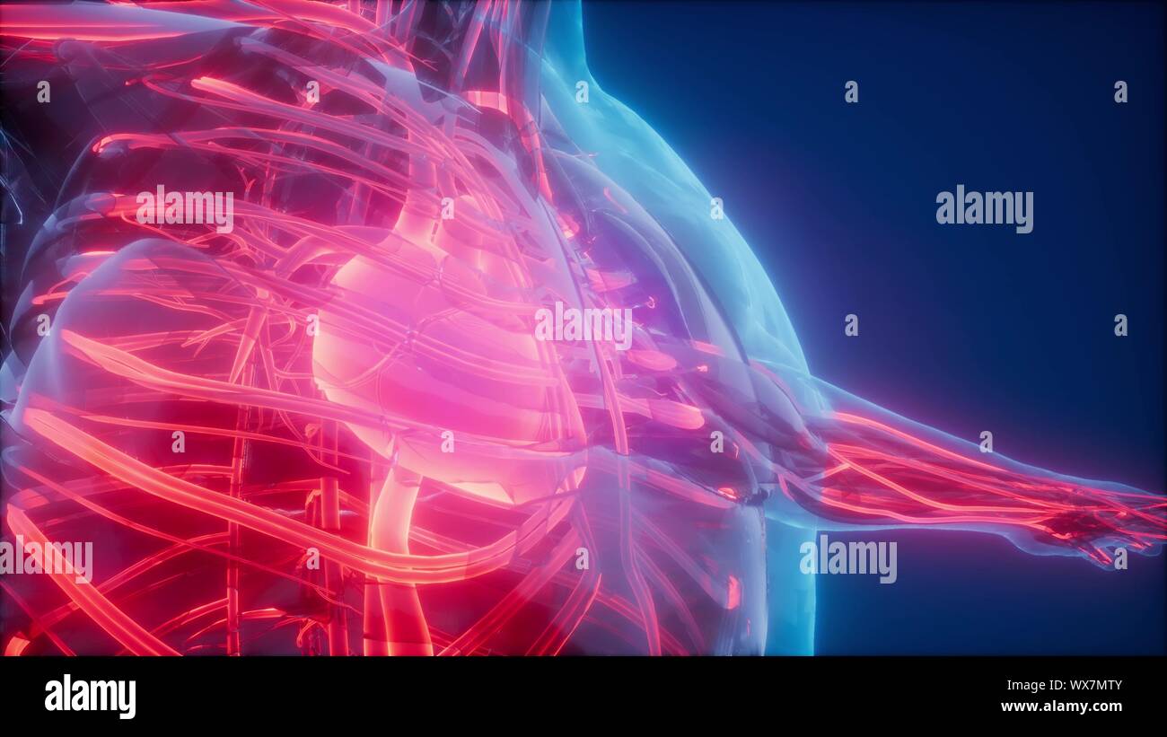 Blood Vessels of Human Body Stock Photo - Alamy