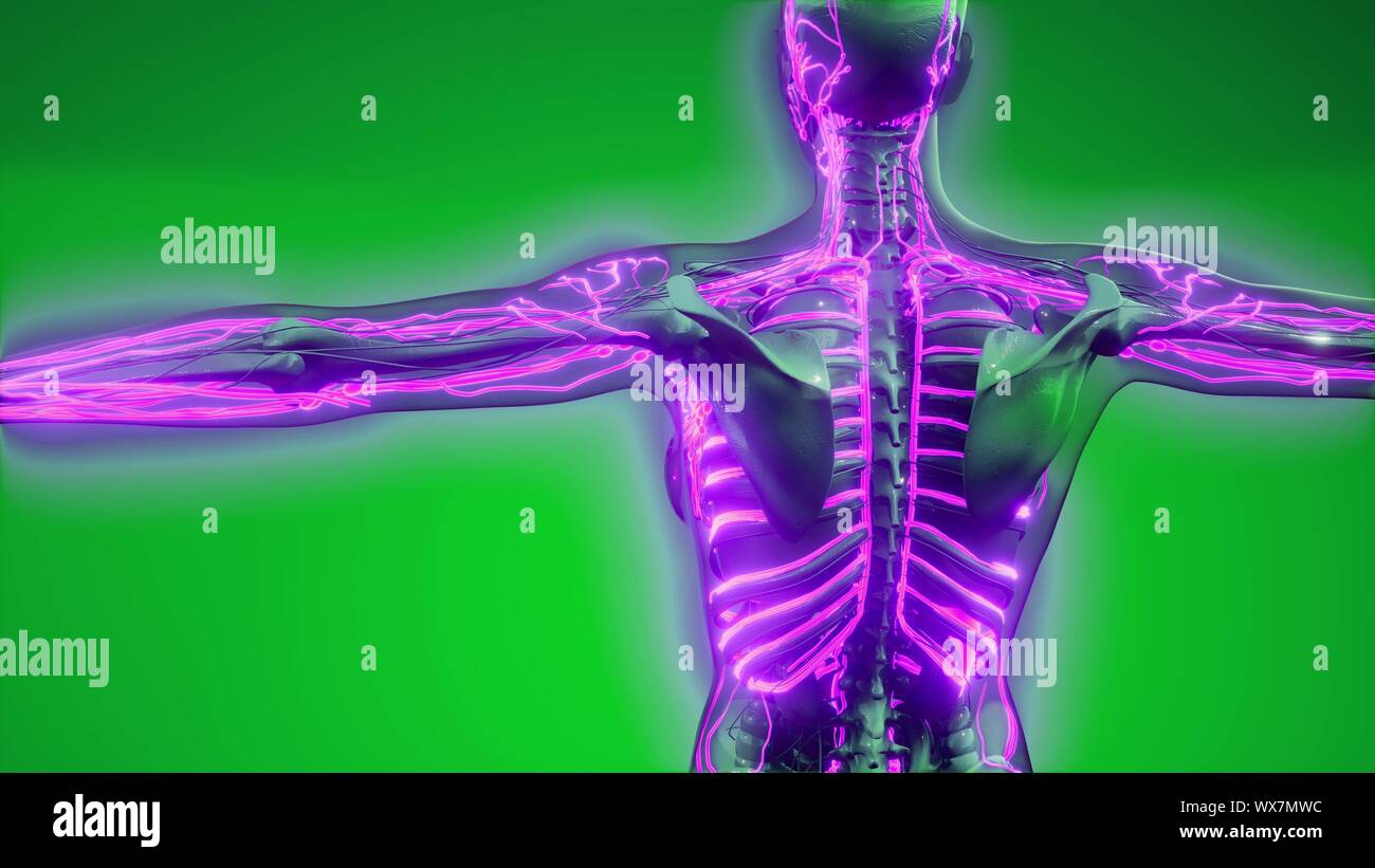 Blood Vessels of Human Body Stock Photo - Alamy