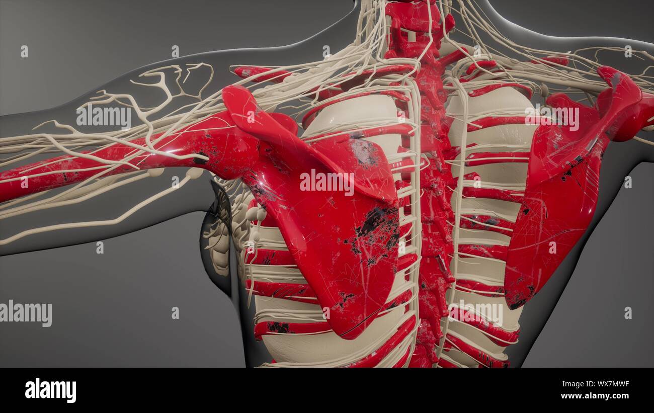 Transparent Human Body with Visible Bones Stock Photo - Alamy