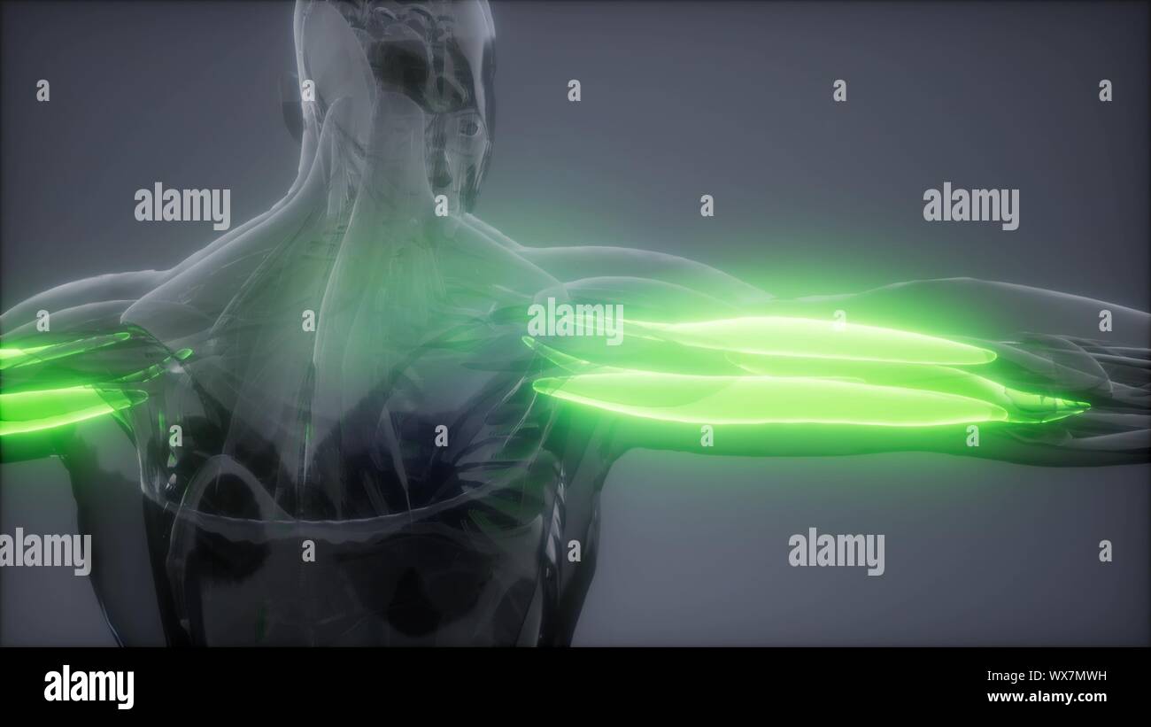 triceps - Visible muscle anatomy map Stock Photo - Alamy