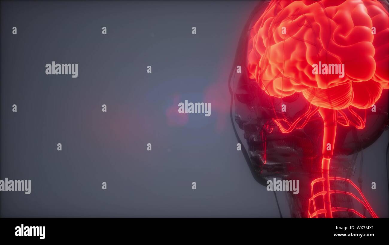 Human Brain Radiology Exam Stock Photo - Alamy