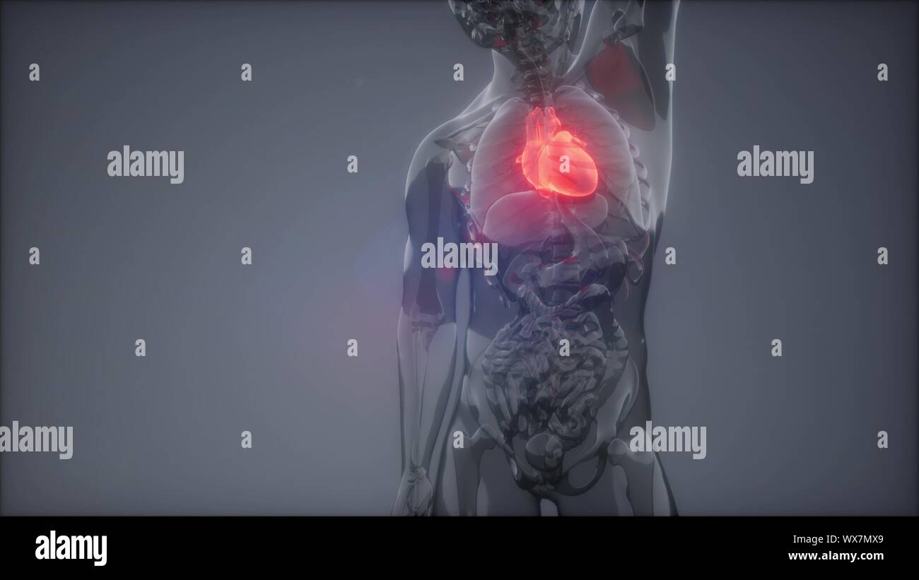 Human Heart Radiology Exam Stock Photo - Alamy