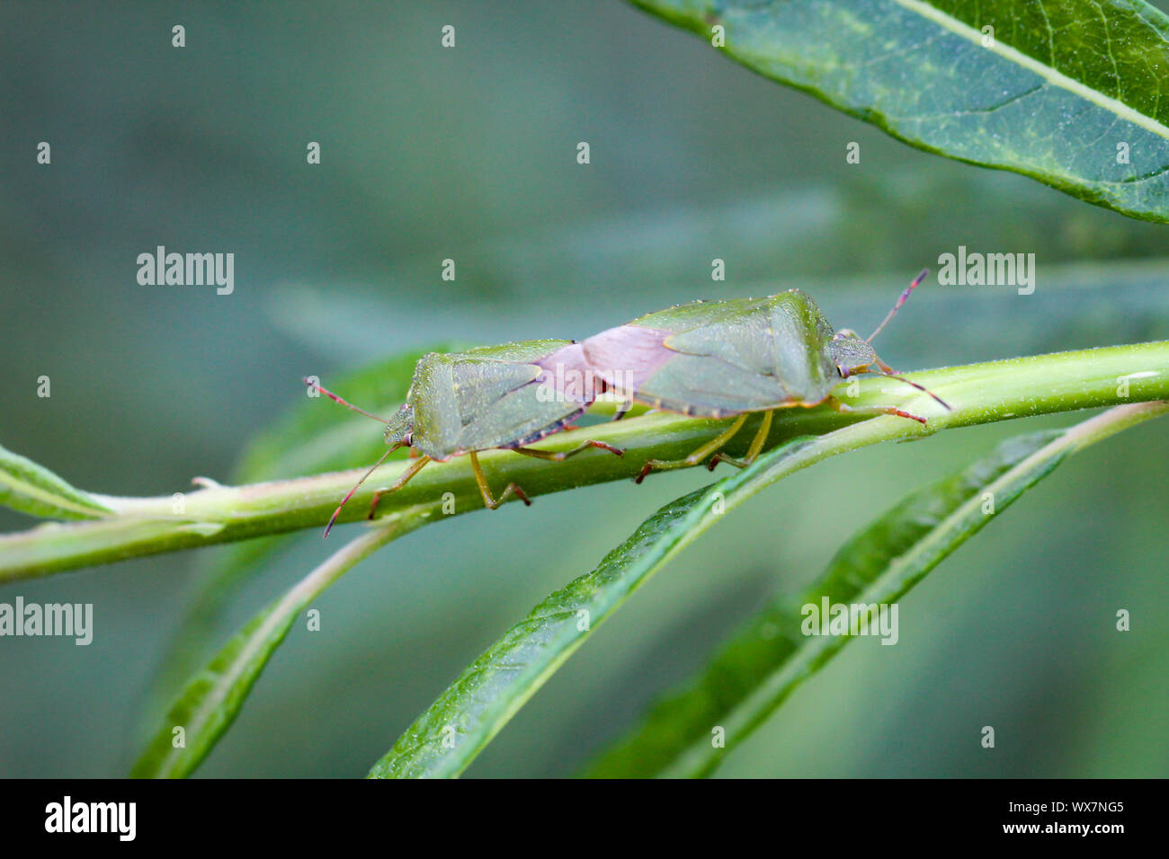 bug on a plant Stock Photo - Alamy