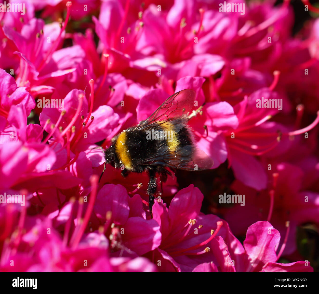Flowers of rhododendron, bumblebee, bee Stock Photo - Alamy