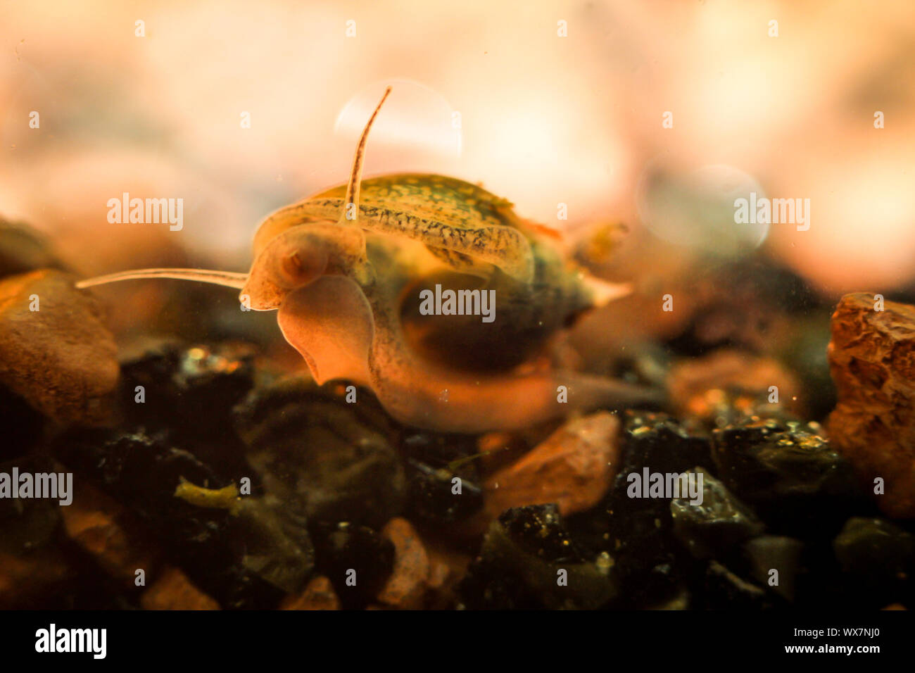 Bubble sea snail hi-res stock photography and images - Alamy