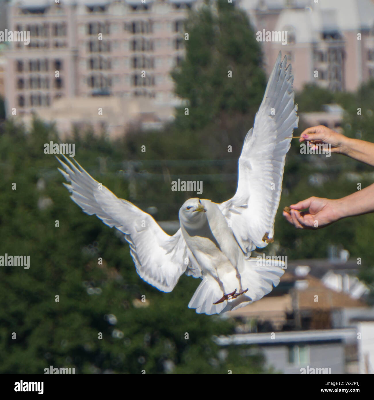 Seagull stealing food hi-res stock photography and images - Alamy