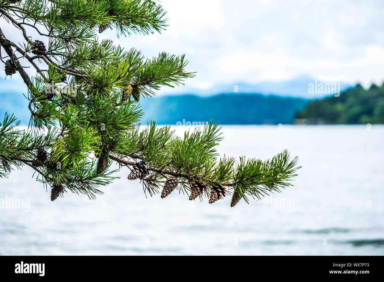 Branchas hi-res stock photography and images - Alamy