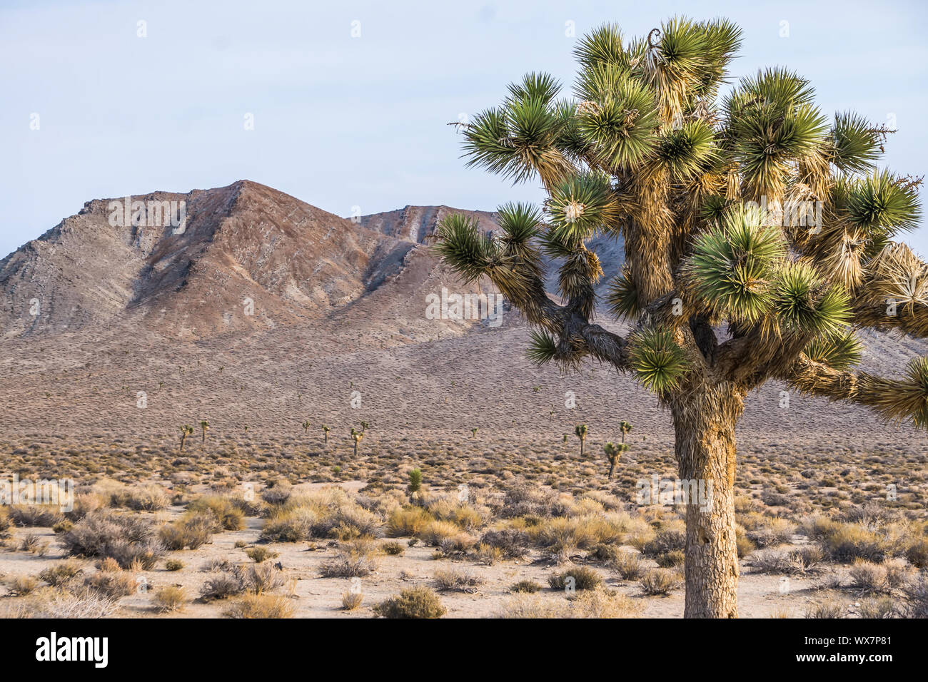 Death valley mojave desert joshua hi-res stock photography and images ...