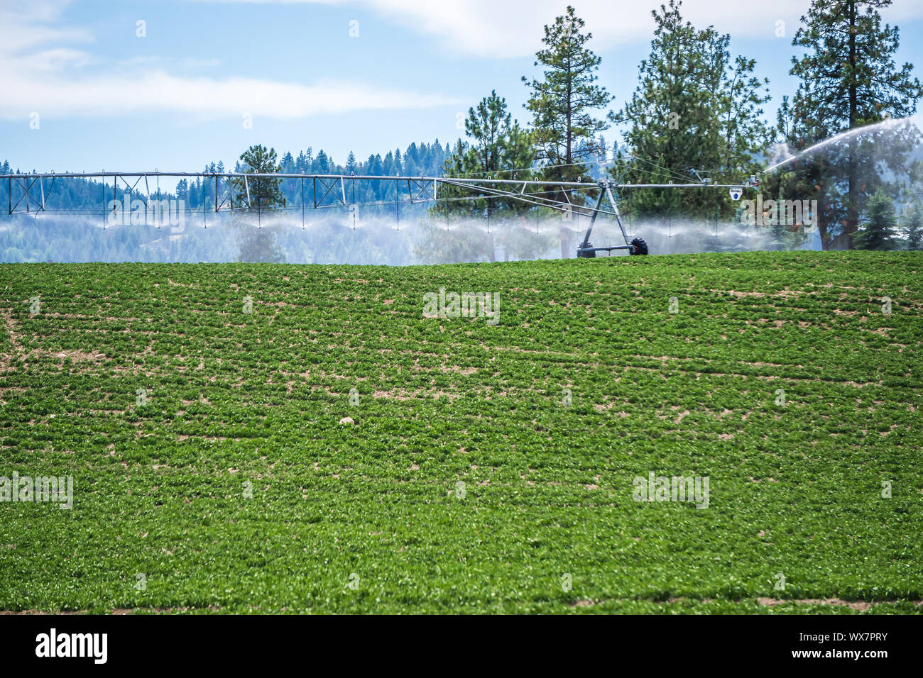 Large farm irrigation sprinkler watering hi-res stock photography and ...