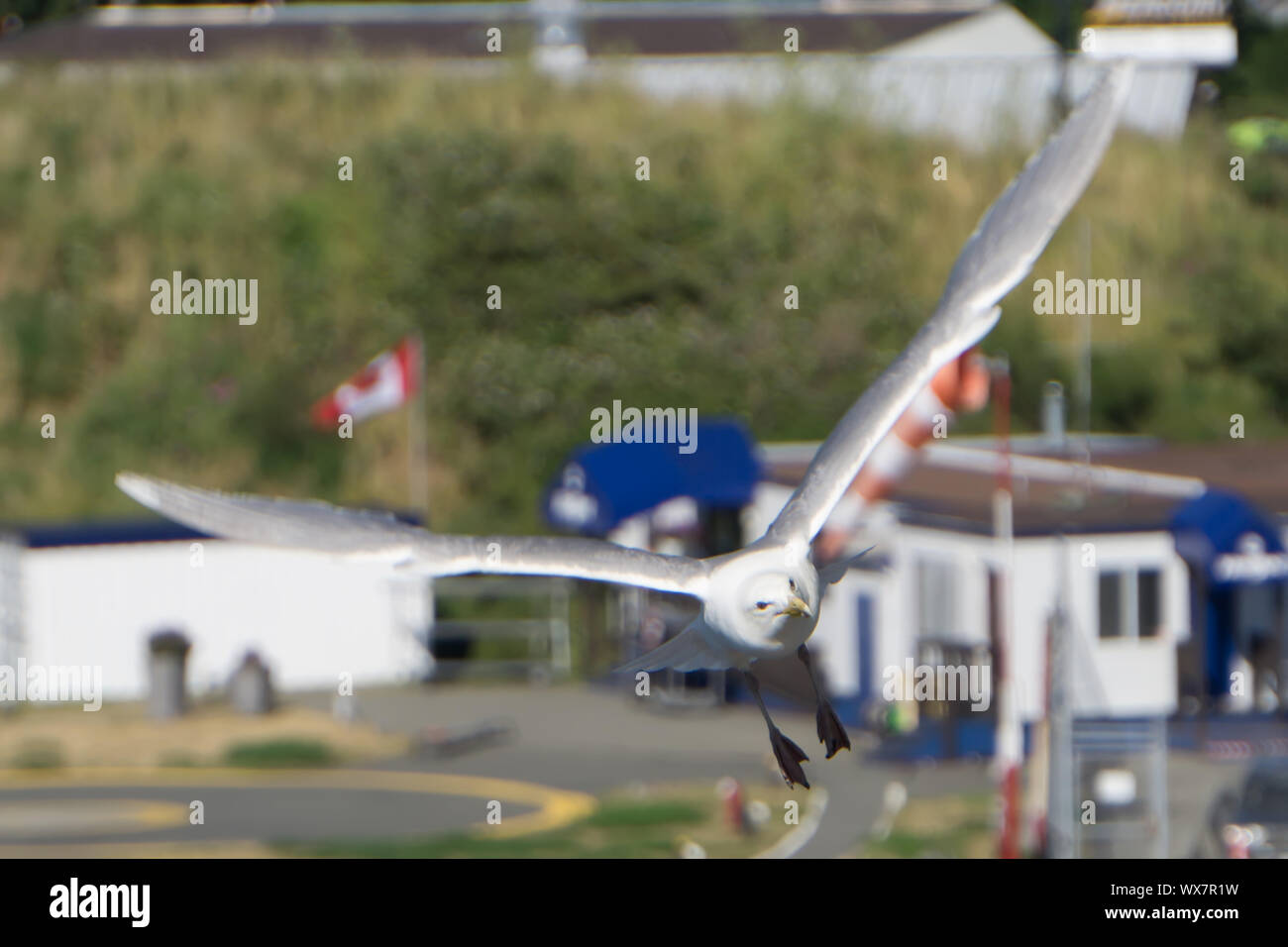 Seagull stealing food hi-res stock photography and images - Alamy