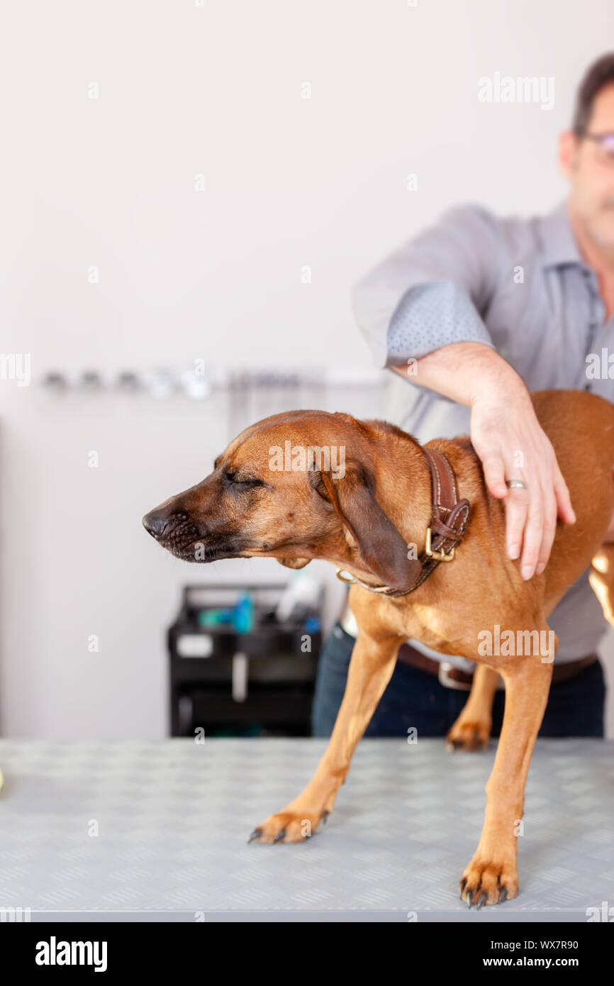 Bavarian Welding Dog Grooming Stock Photo - Alamy