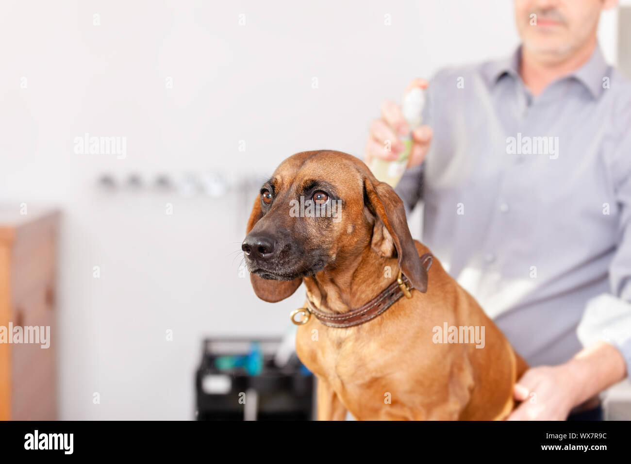 Bavarian Welding Dog Grooming Stock Photo - Alamy